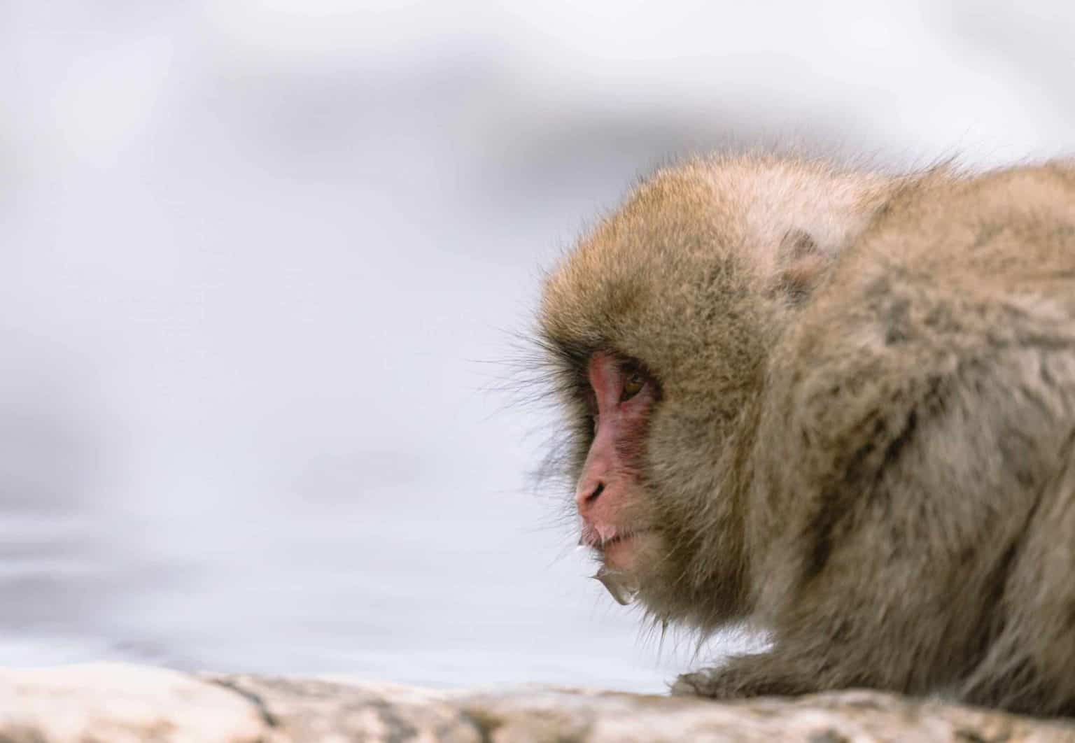 Myoko Kogen Japan - Everything you need to know for your next Ski holiday